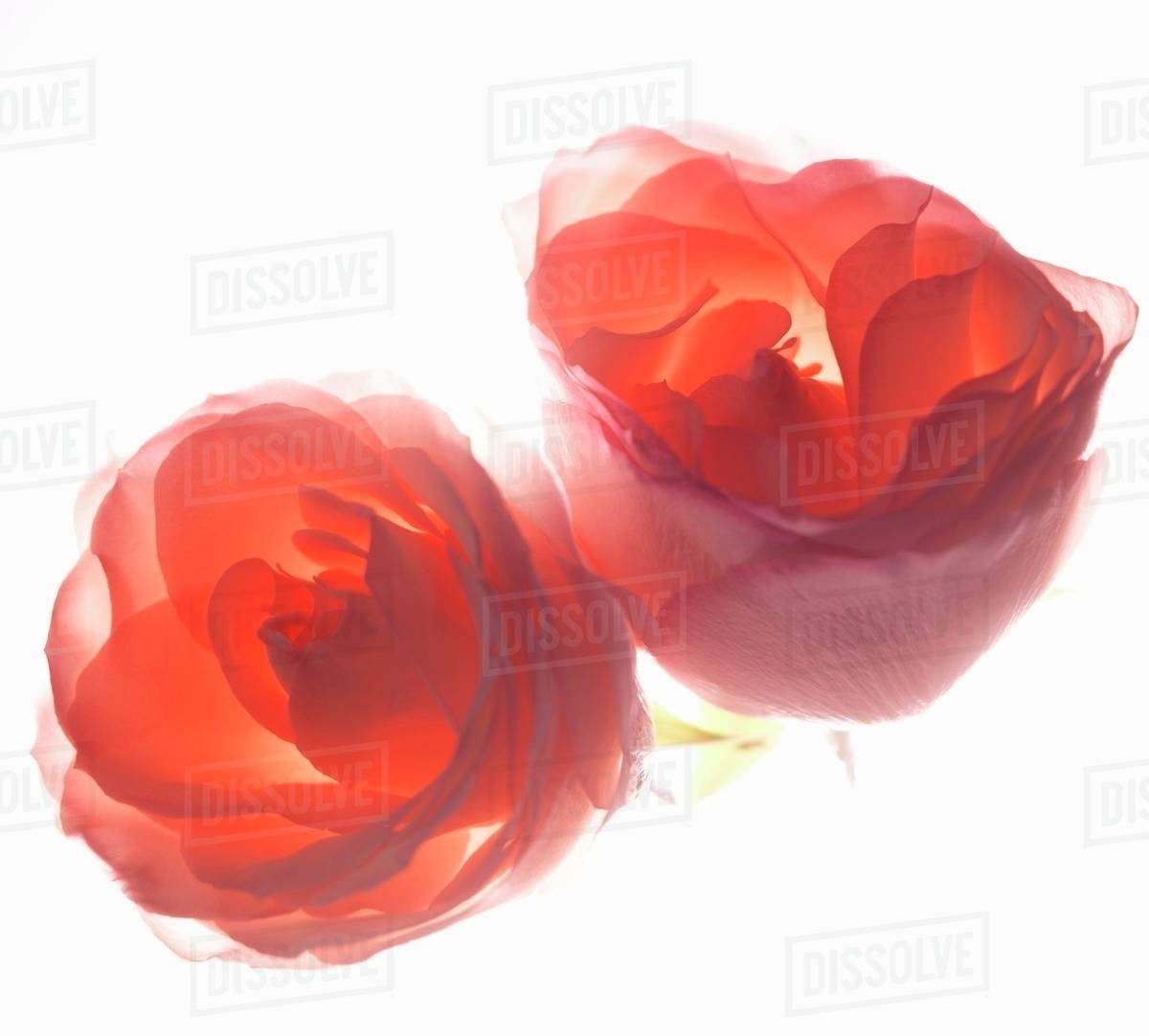 Two Pink Roses - Stock Photo - Dissolve