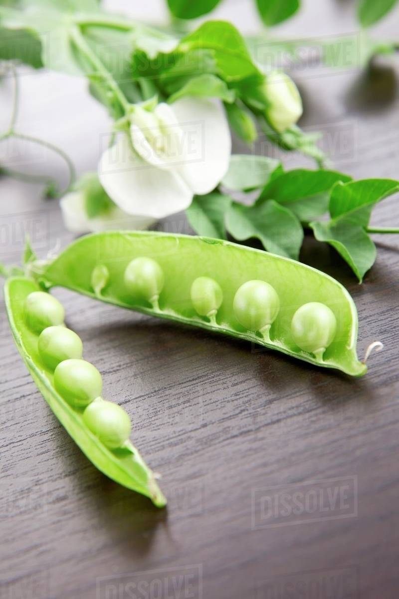 Opened pea pod, pea flowers and leaves - Royalty-free Stock Photo ...
