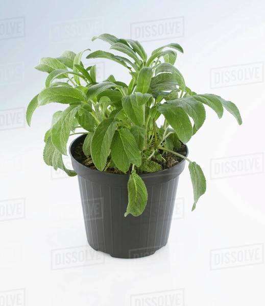 Sage in a pot - Stock Photo - Dissolve