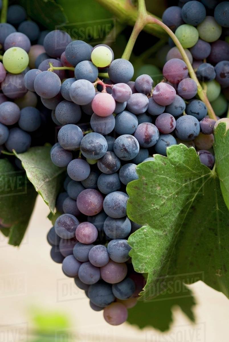 Alicante grapes on the vine - Royalty-free Stock Photo | Dissolve