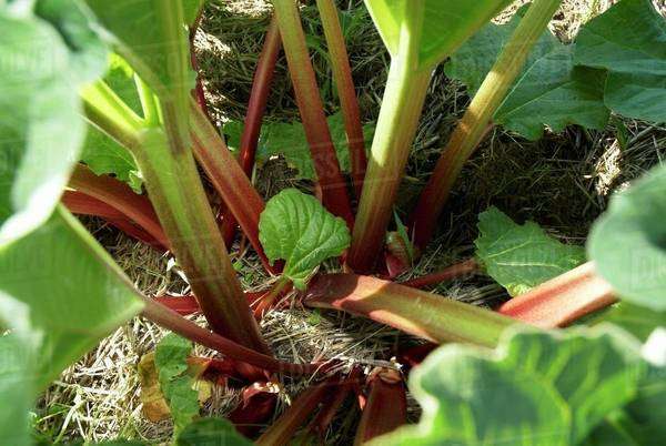 Rhubarb in the field - Royalty-free Stock Photo | Dissolve