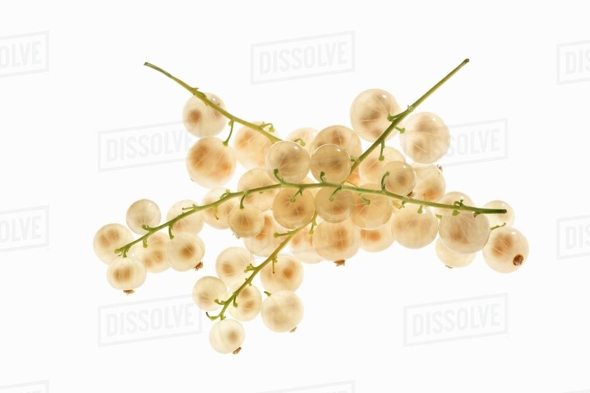 White currants - Stock Photo - Dissolve