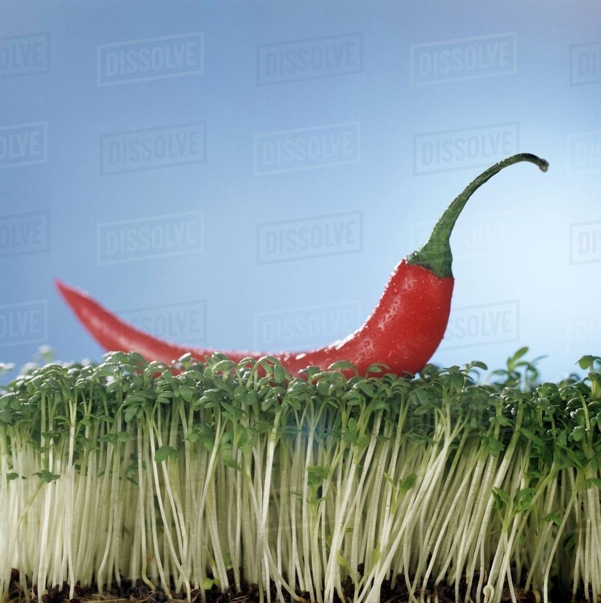 A red chilli lying on a bed of cress - Stock Photo - Dissolve