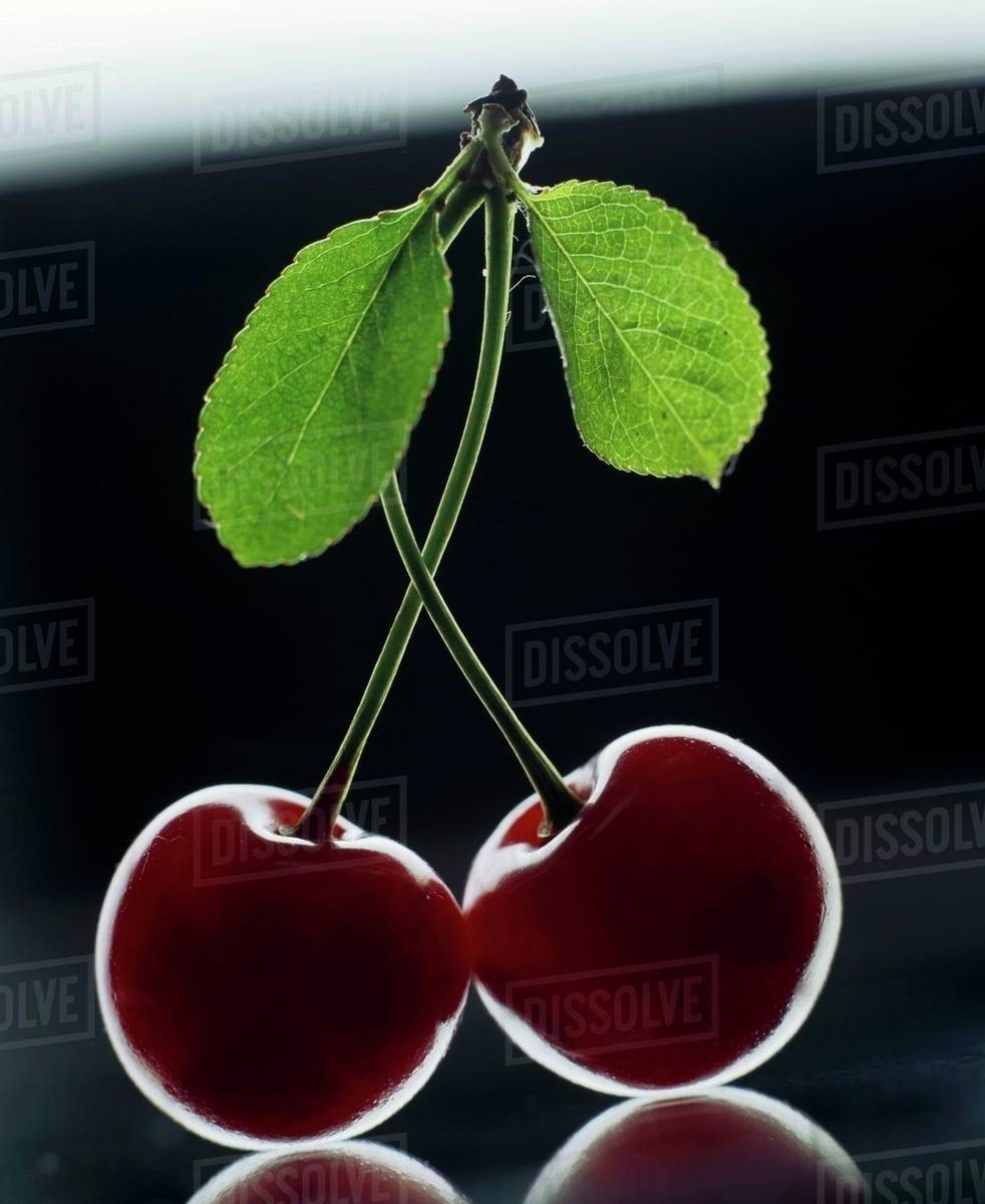 Two cherries with stalk and leaves - Stock Photo - Dissolve