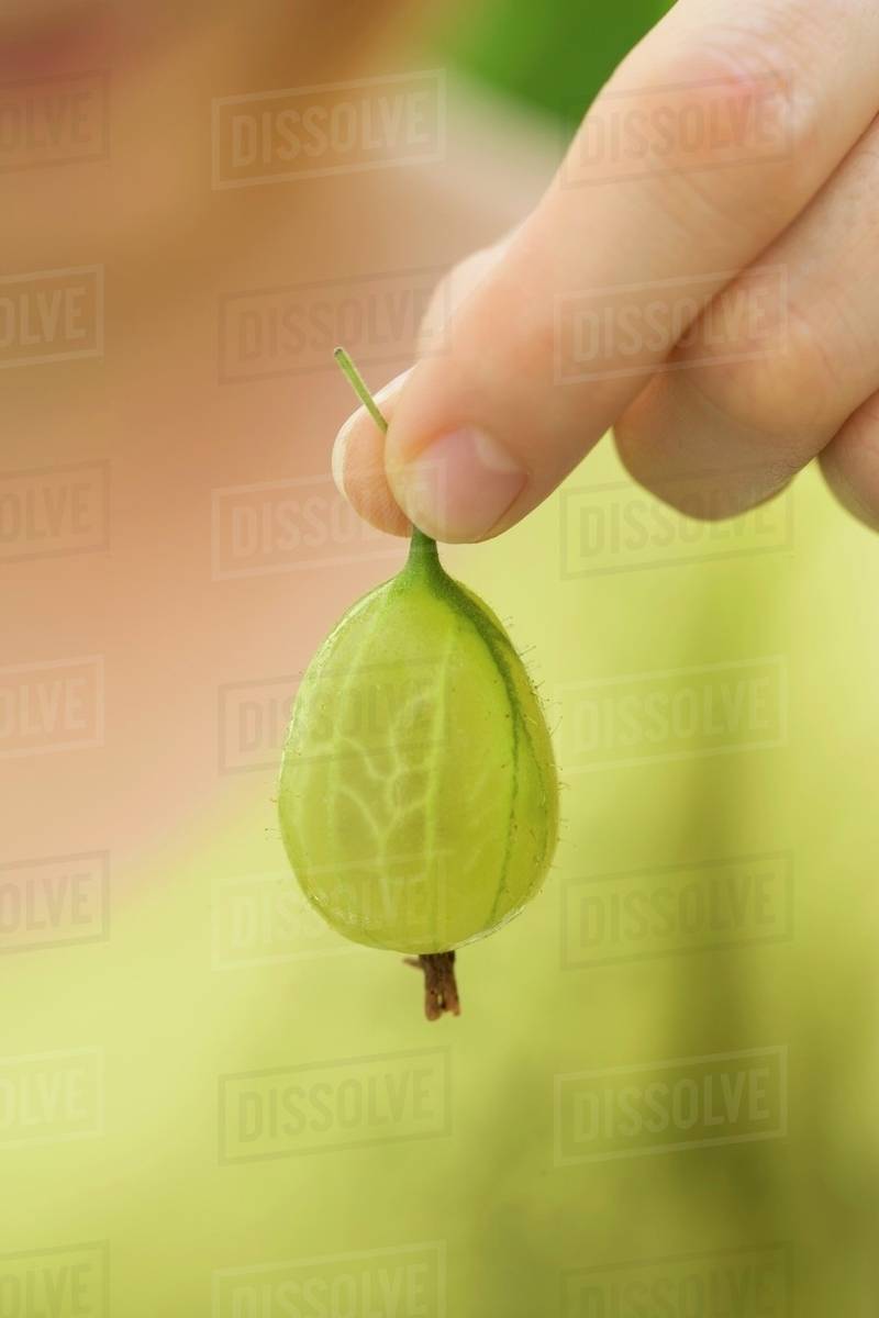 Hand holding a gooseberry - Royalty-free Stock Photo | Dissolve