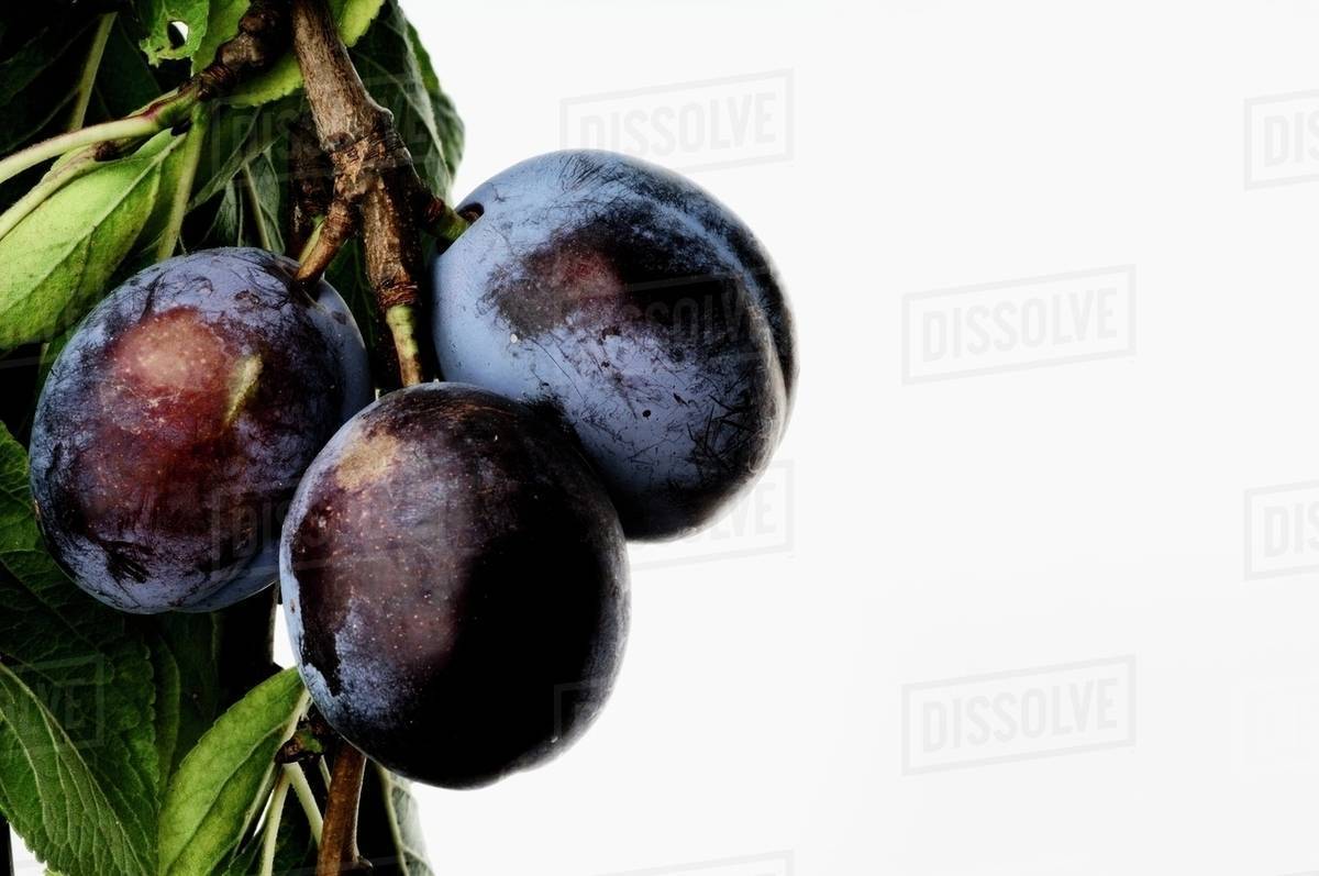 Damsons on the branch - Stock Photo - Dissolve