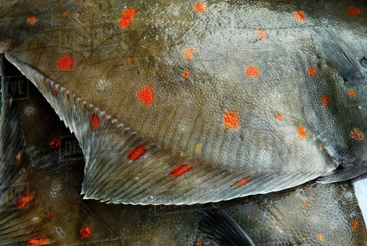 Two plaice - Royalty-free Stock Photo | Dissolve