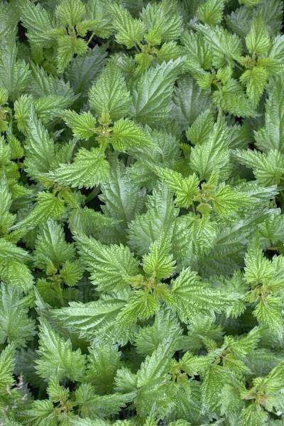 Nettles (full-frame) - Royalty-free Stock Photo | Dissolve