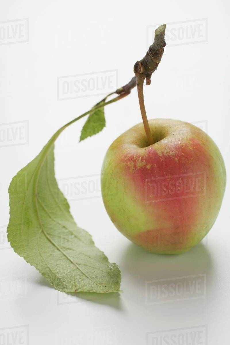 Red apple with stalk and leaves - Royalty-free Stock Photo | Dissolve