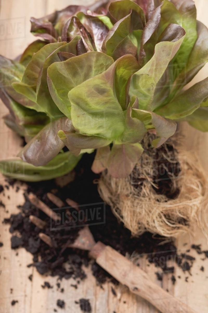 Red lettuce plant with roots and soil on wooden background - Stock ...