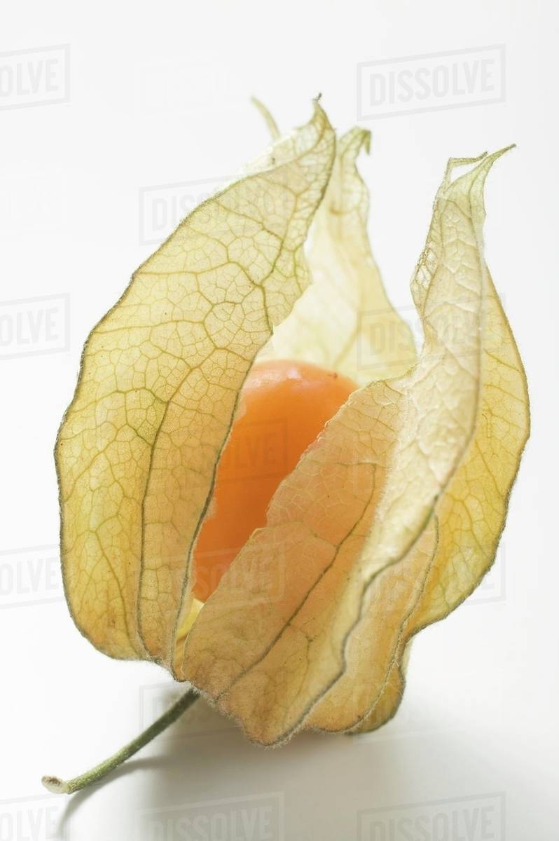 Physalis with husk (close-up) - Royalty-free Stock Photo | Dissolve