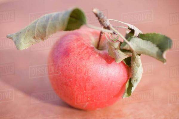 Red apple with stalk and leaves - Royalty-free Stock Photo | Dissolve