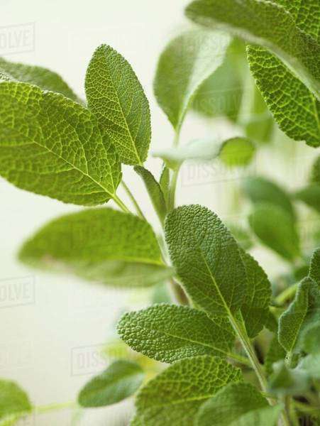 Fresh Sage - Royalty-free Stock Photo | Dissolve