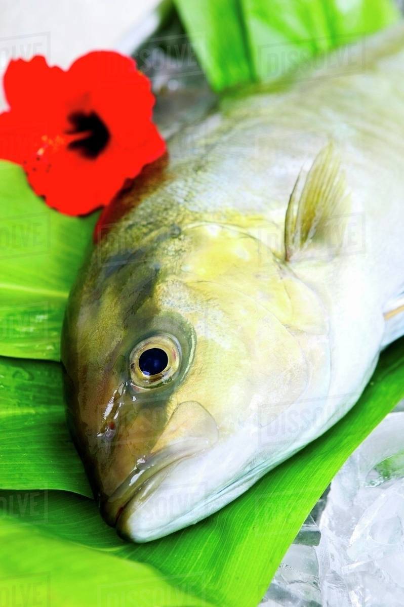 Big Island Kanpachi - Royalty-free Stock Photo | Dissolve