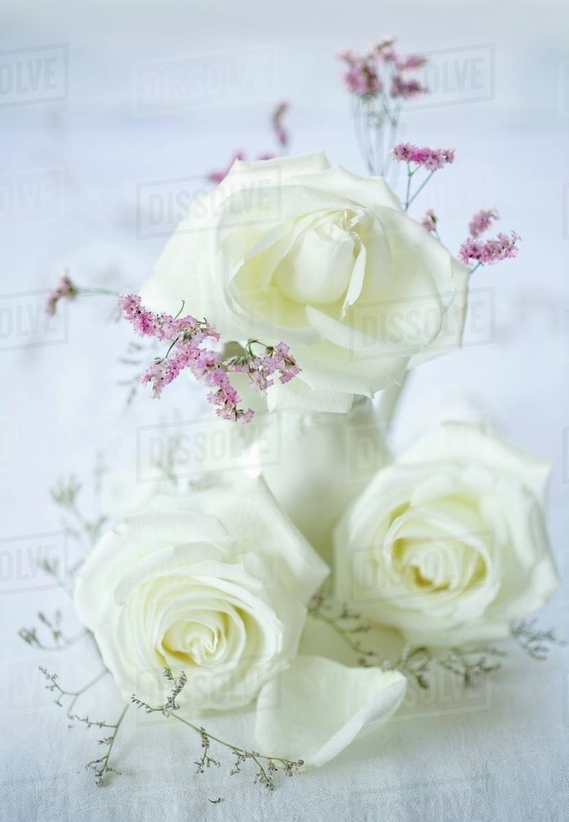 White roses in a vase and to the side - Royalty-free Stock Photo | Dissolve