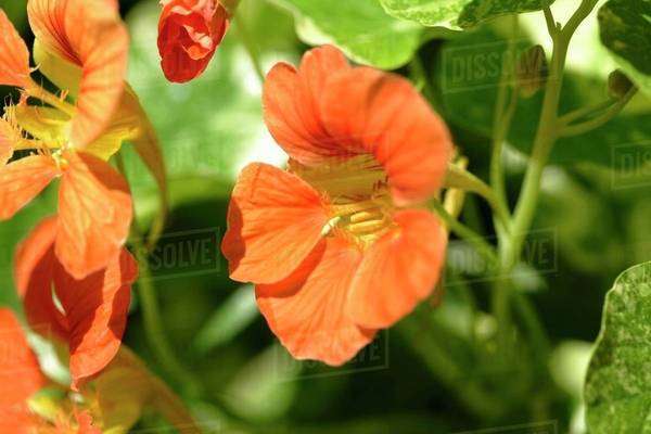 Nasturtium flowers in a garden - Royalty-free Stock Photo | Dissolve