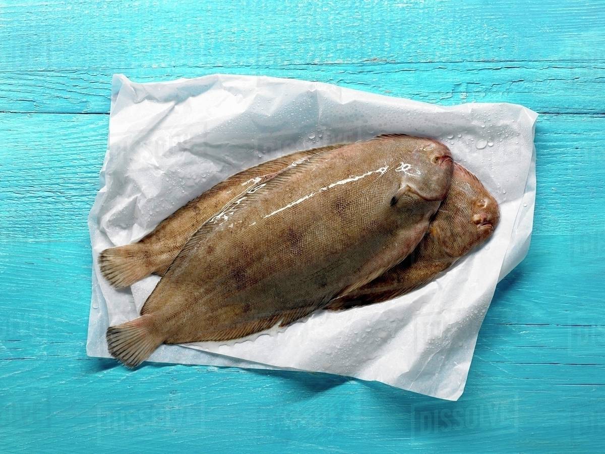 Sole on paper on blue painted wooden background - Royalty-free Stock ...