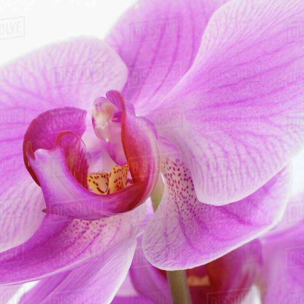 Orchid (close-up) - Royalty-free Stock Photo | Dissolve