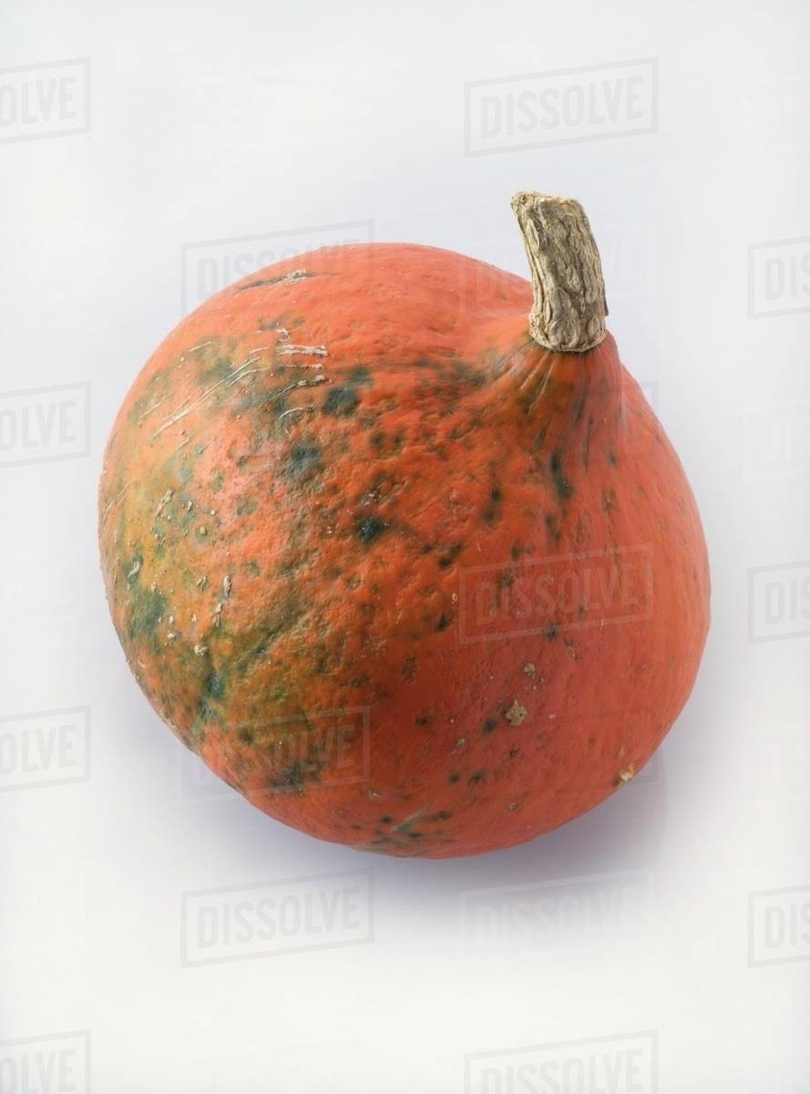 Hokkaido squash - Stock Photo - Dissolve