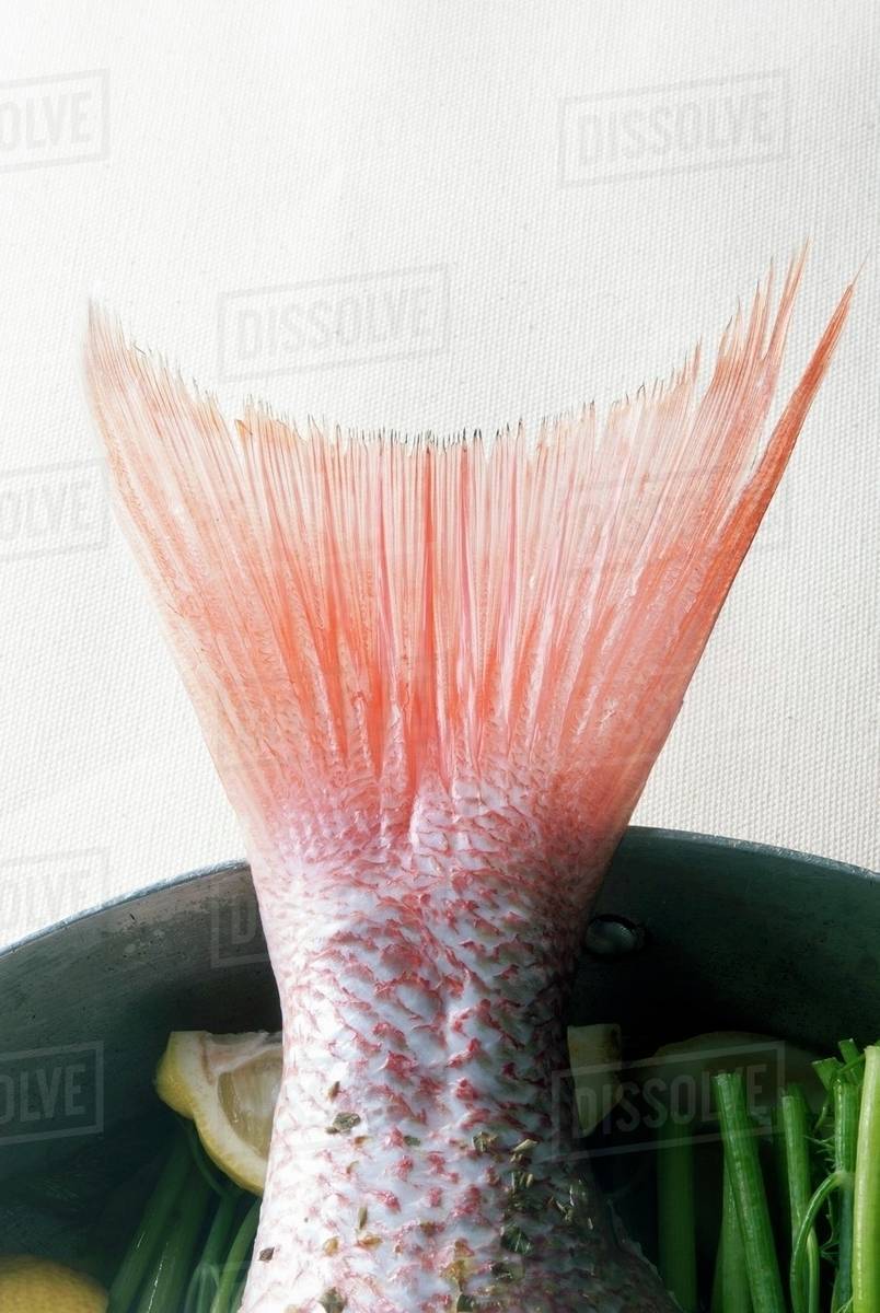 A close up of a fish tail - Royalty-free Stock Photo | Dissolve