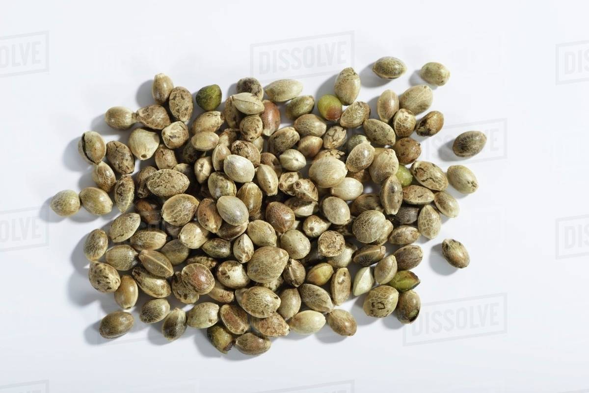 Hemp seeds (Cannabis sativum) against a white background - Stock Photo ...