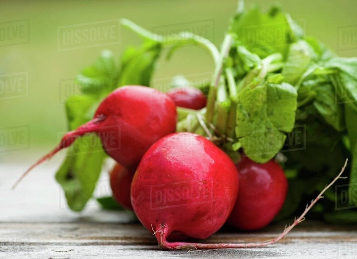 Fresh radishes - Stock Photo - Dissolve