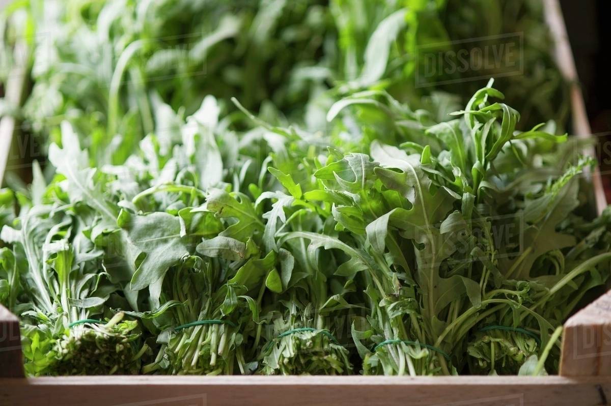 Bunches of fresh rocket in a crate - Royalty-free Stock Photo | Dissolve
