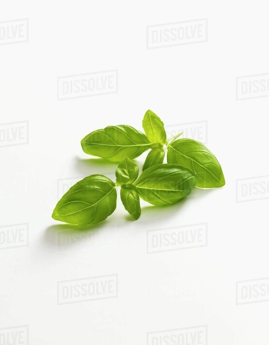 Fresh basil - Royalty-free Stock Photo | Dissolve