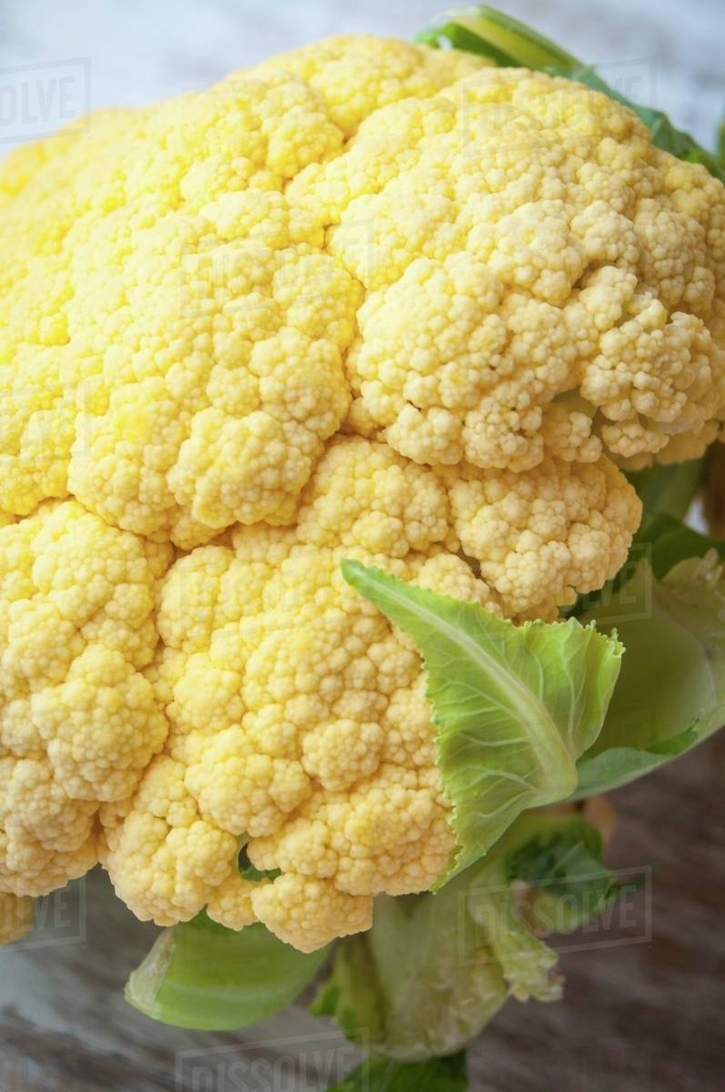 Yellow cauliflower (close-up) - Stock Photo - Dissolve