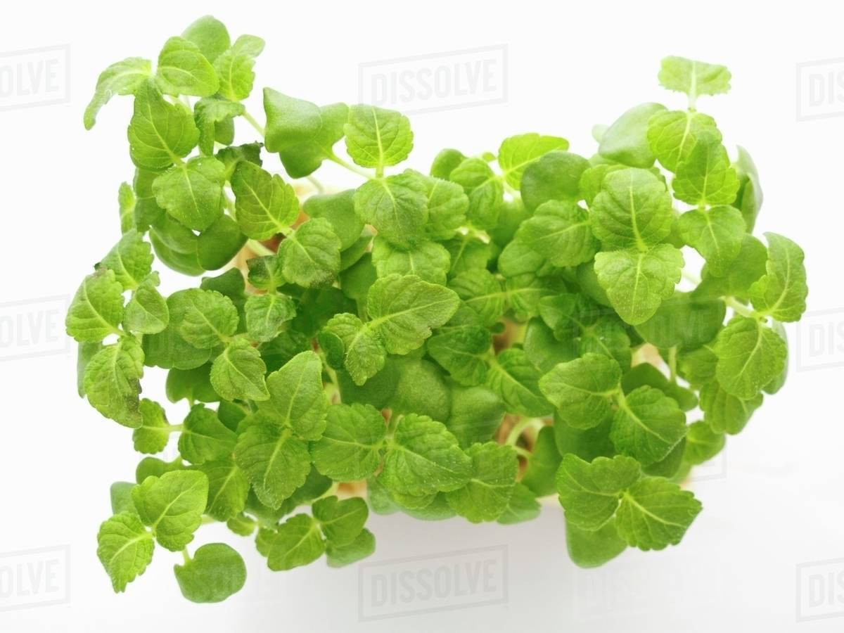 Shiso cress, seen from above - Royalty-free Stock Photo | Dissolve