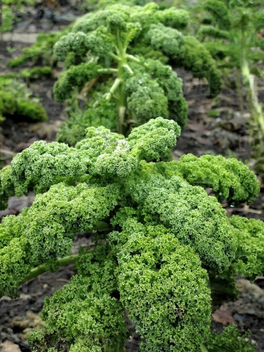 Kale in the field - Royalty-free Stock Photo | Dissolve
