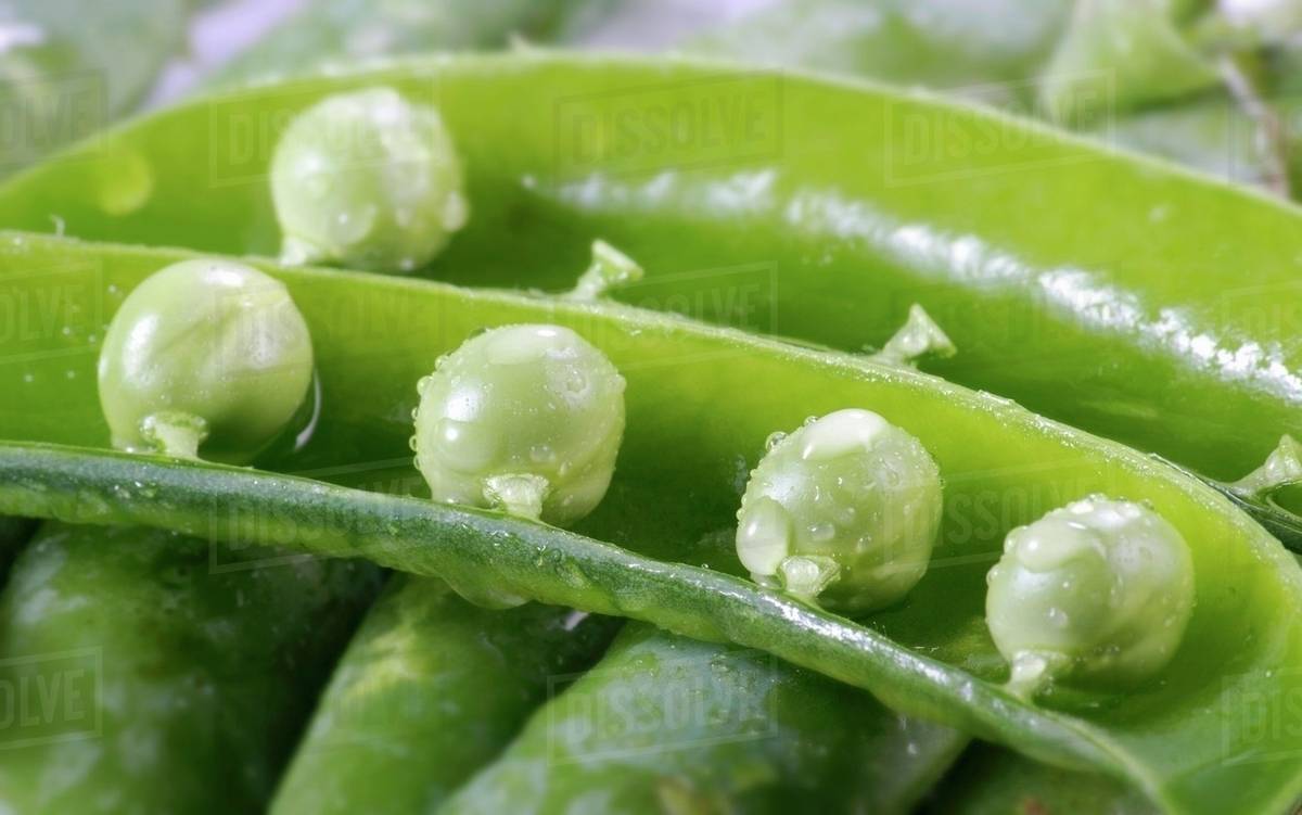 Peas in the pod - Royalty-free Stock Photo | Dissolve