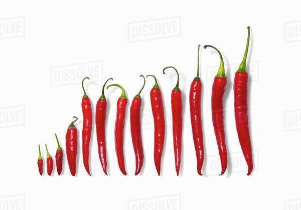 Fresh red chilli peppers (diagram) - Stock Photo - Dissolve