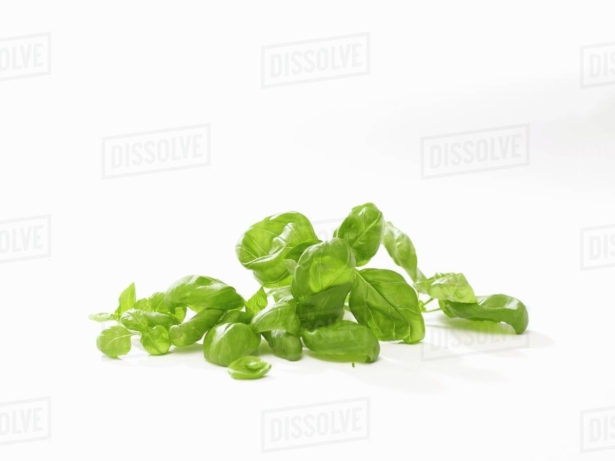 Fresh basil - Royalty-free Stock Photo | Dissolve