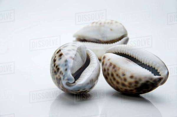 Three empty shells - Royalty-free Stock Photo | Dissolve