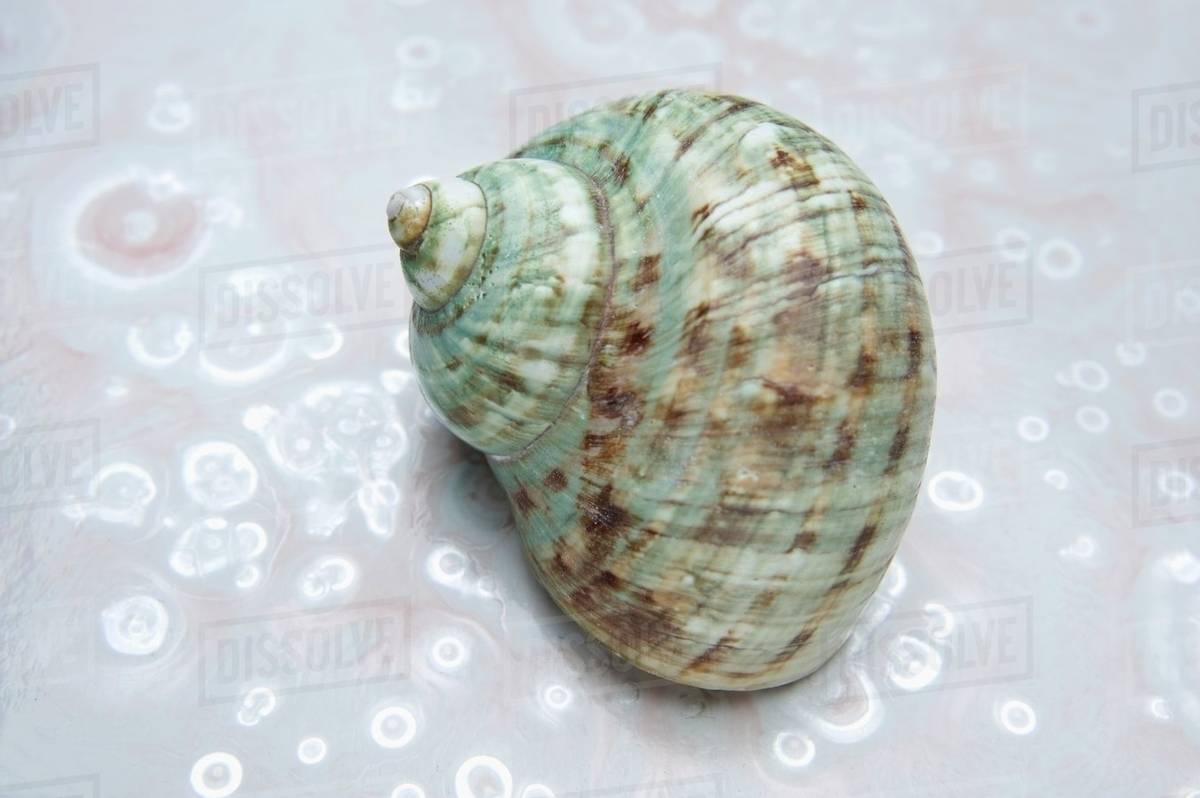 A green shell - Stock Photo - Dissolve