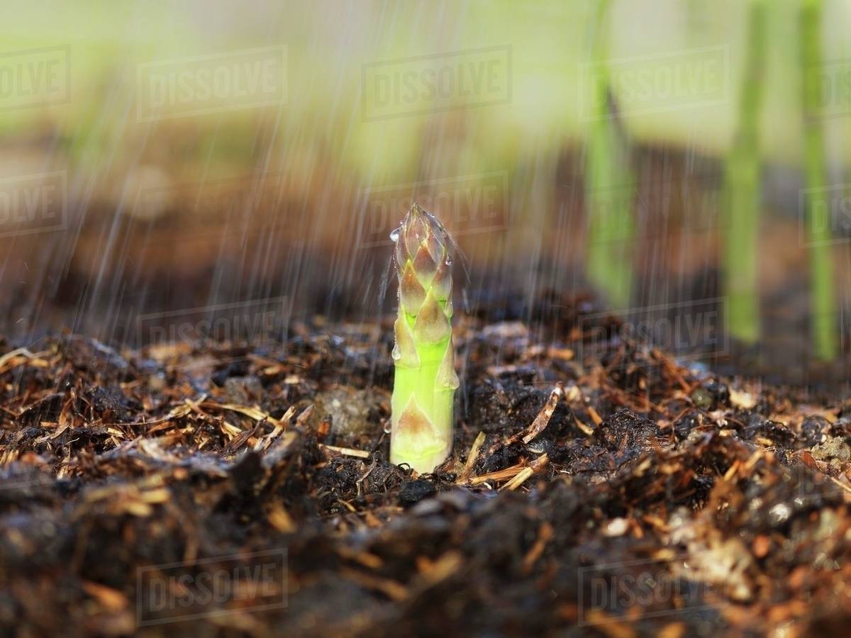 A green asparagus shoot poking up through the ground - Royalty-free ...
