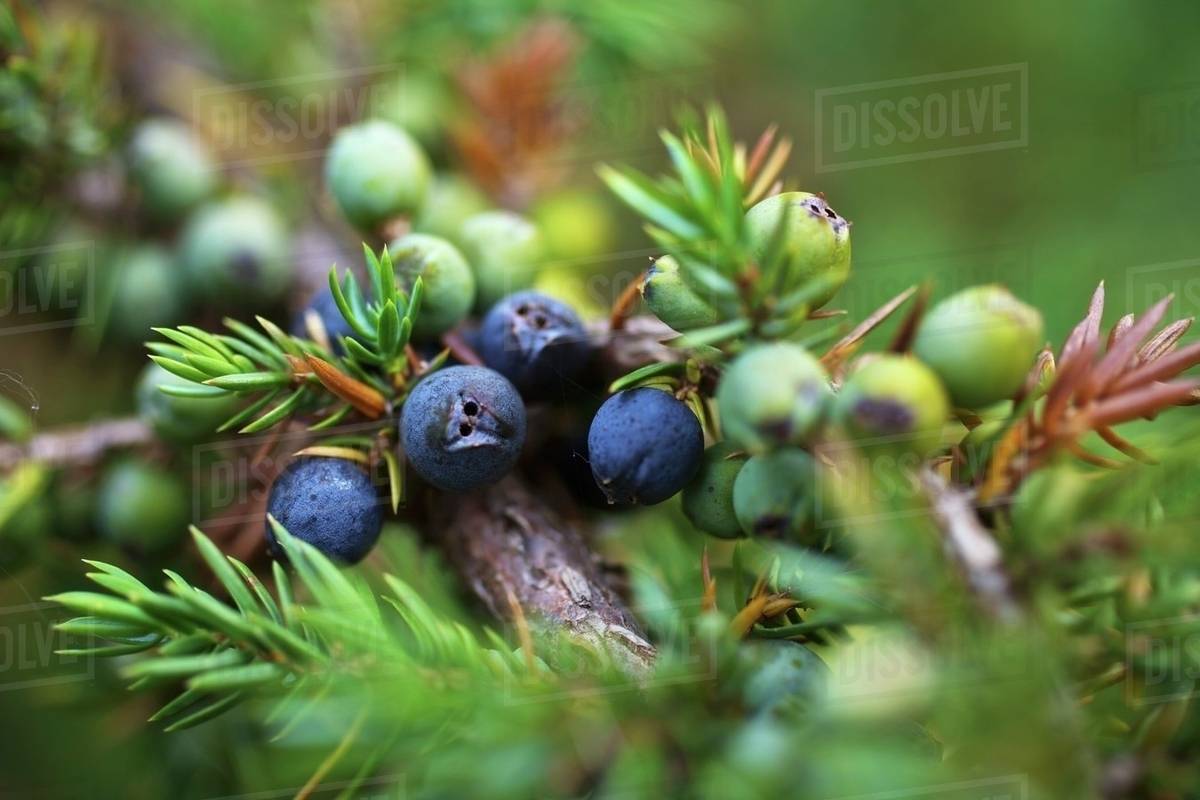 Mexican juniper (juniperus monticola) - Royalty-free Stock Photo | Dissolve