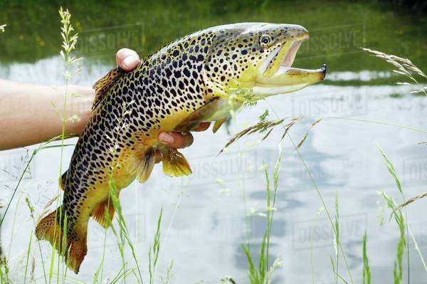 A hand holding a Carinthian brown trout in front of a pond (Austria ...