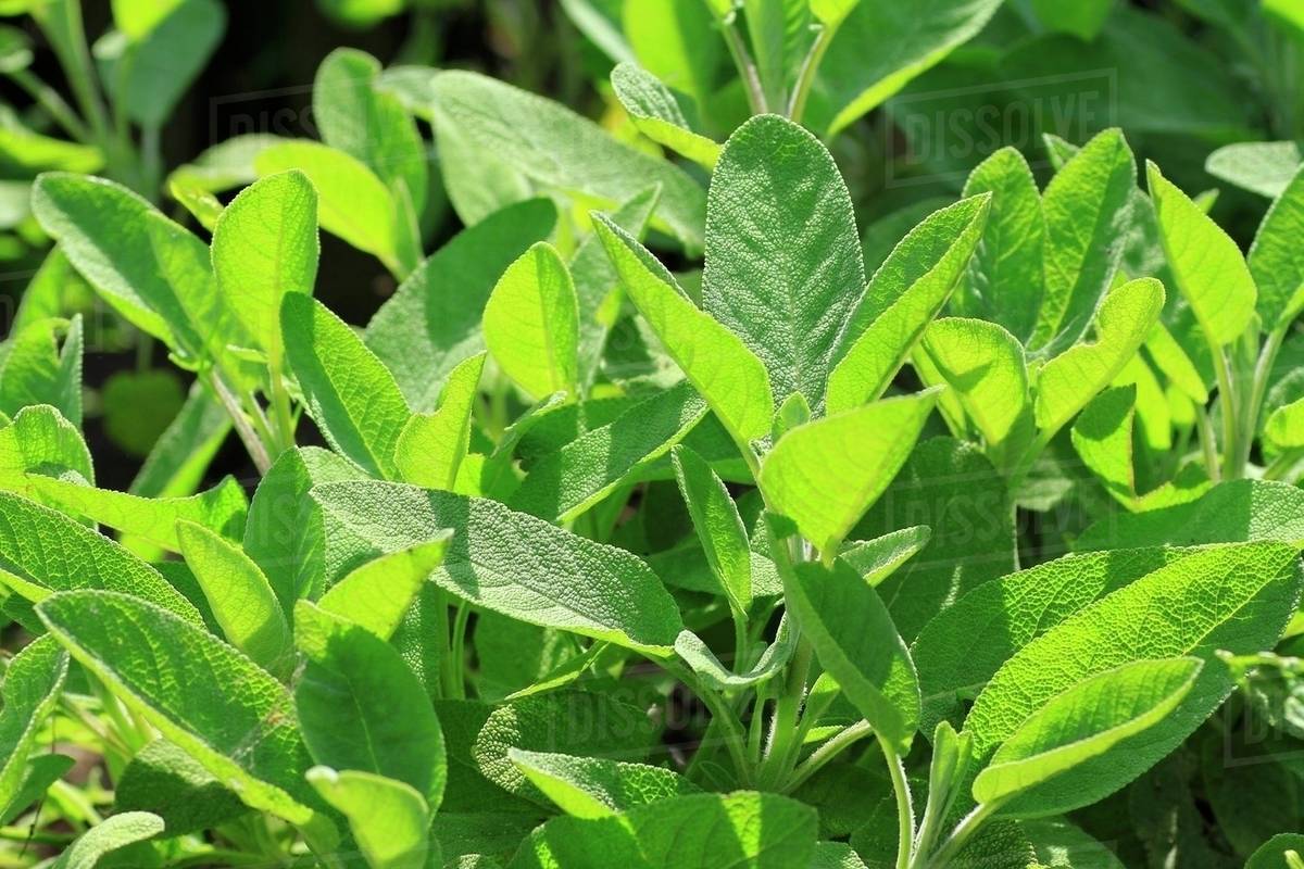 Sage plants in a field - Stock Photo - Dissolve