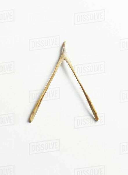 A wishbone from poultry bird - Royalty-free Stock Photo | Dissolve