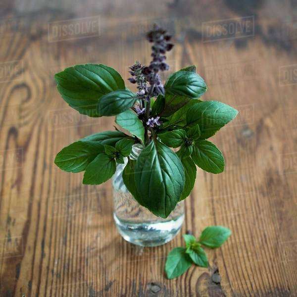 Basil in a bottle - Royalty-free Stock Photo | Dissolve