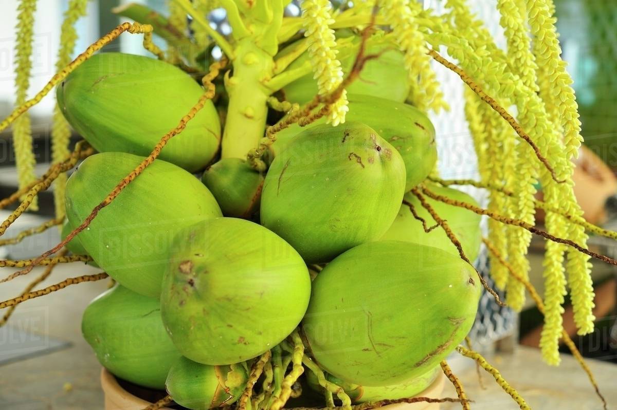 Green coconuts on a stem - Stock Photo - Dissolve