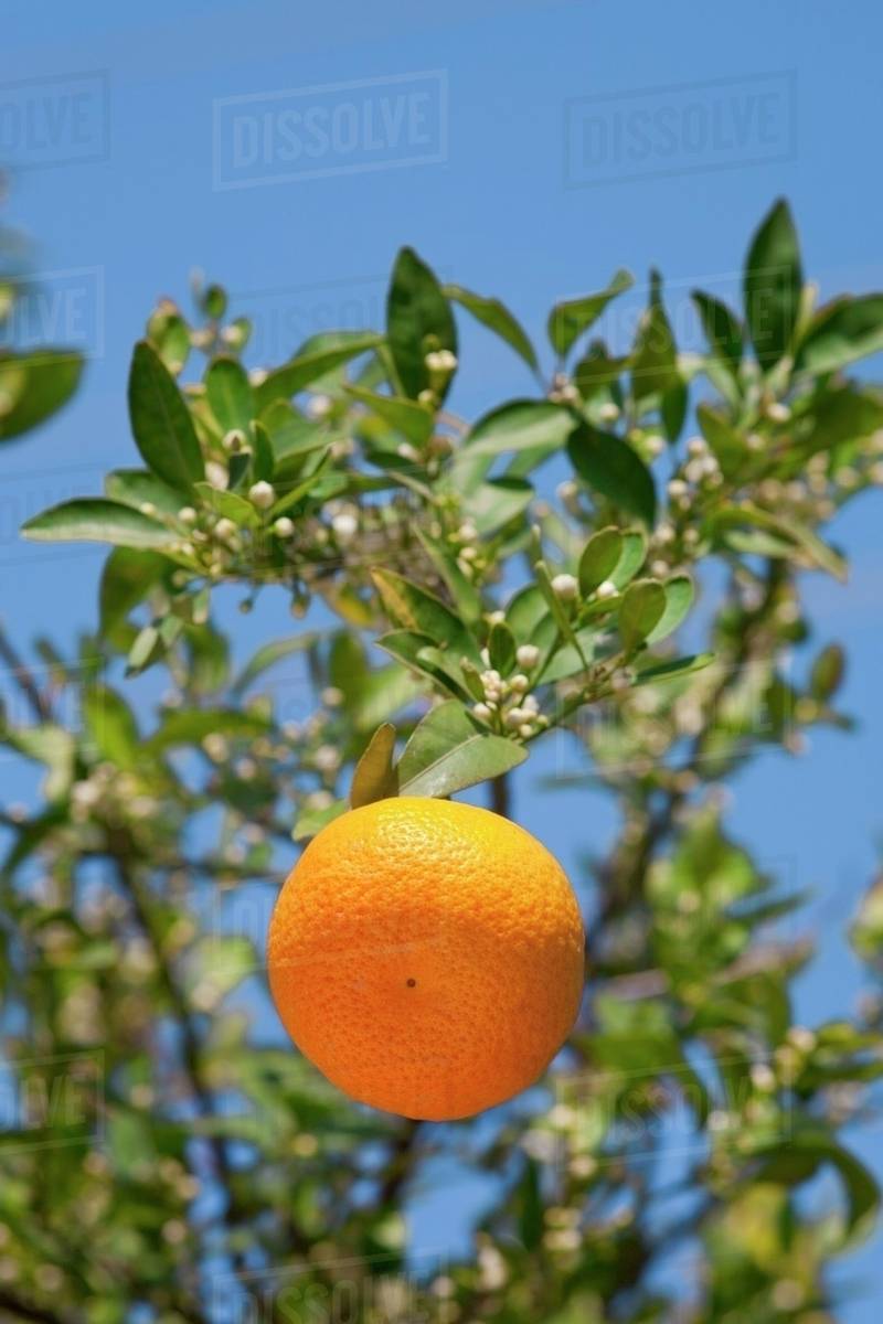 Mandarine - Royalty-free Stock Photo | Dissolve