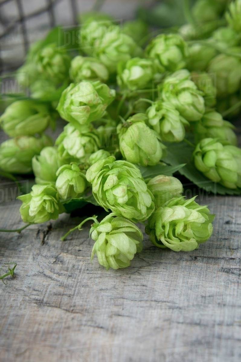 Hop cones - Royalty-free Stock Photo | Dissolve