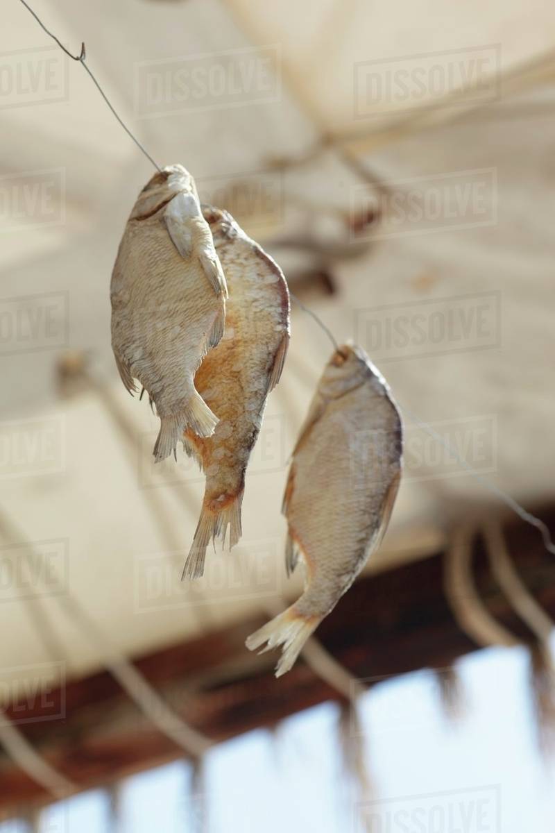 Dried fish hanging on a wire - Royalty-free Stock Photo | Dissolve