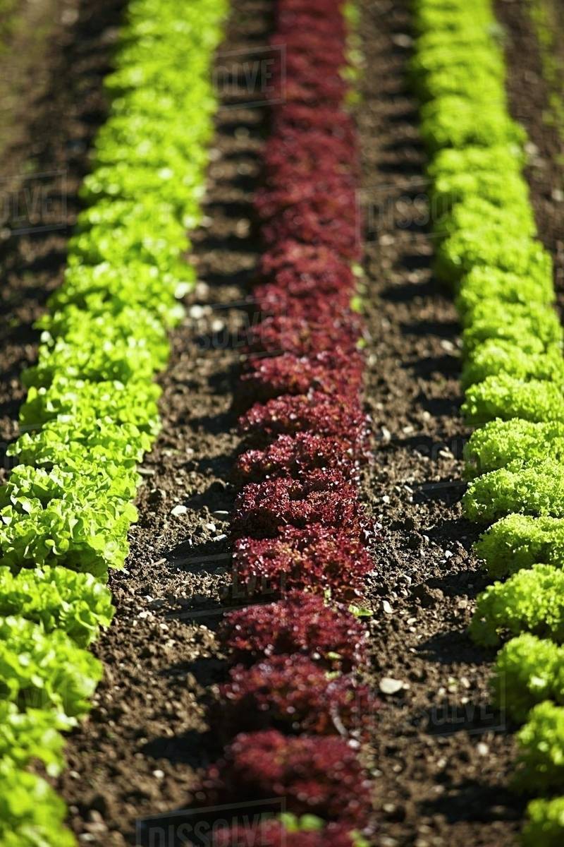 Lettuce field - Royalty-free Stock Photo | Dissolve