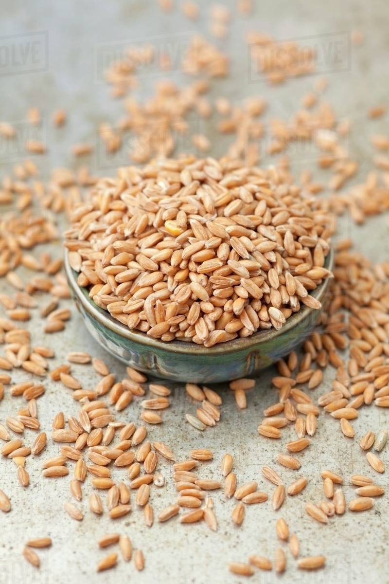 Spelt seeds in a ceramic bowl - Royalty-free Stock Photo | Dissolve