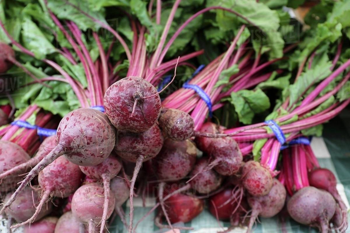 Bunches of organic beetroot at a market - Stock Photo - Dissolve