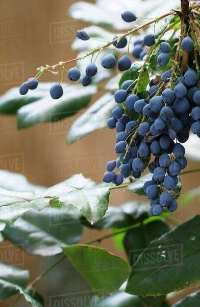Mahonia berries on a bush - Stock Photo - Dissolve